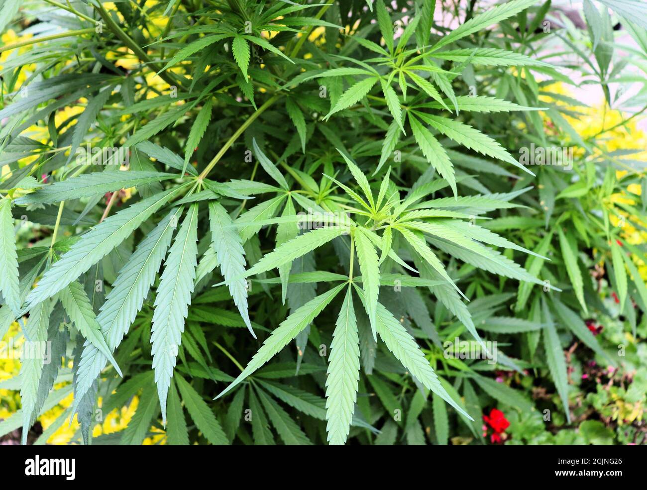 Cannabis bush hi-res stock photography and images - Alamy