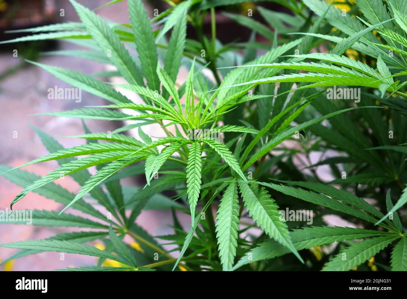 Cannabis Leaves on Marijuana Plant, Concept breeding of marijuana ...