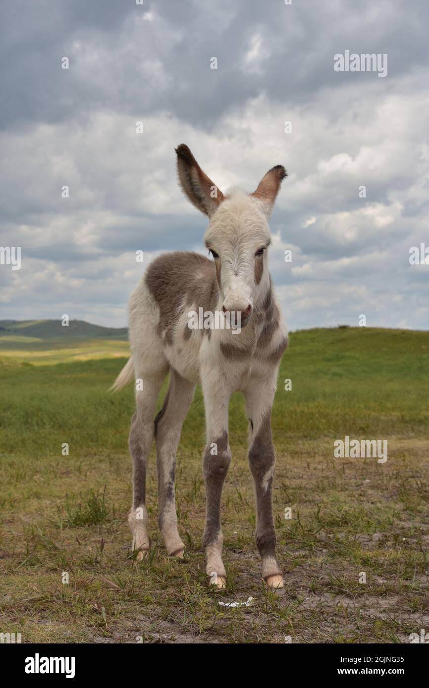 Cute white and gray spotted burro foal standing in a grass field in ...