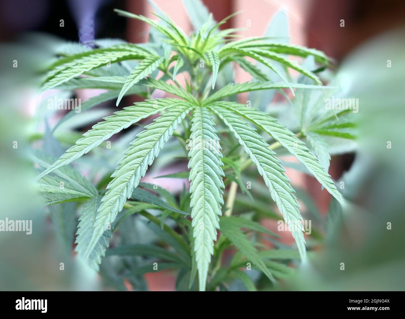 Cannabis Leaves on Marijuana Plant, Concept breeding of marijuana ...