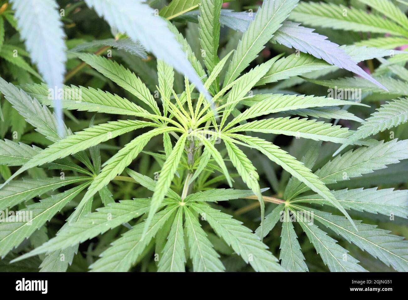 Cannabis Leaves on Marijuana Plant, Concept breeding of marijuana ...