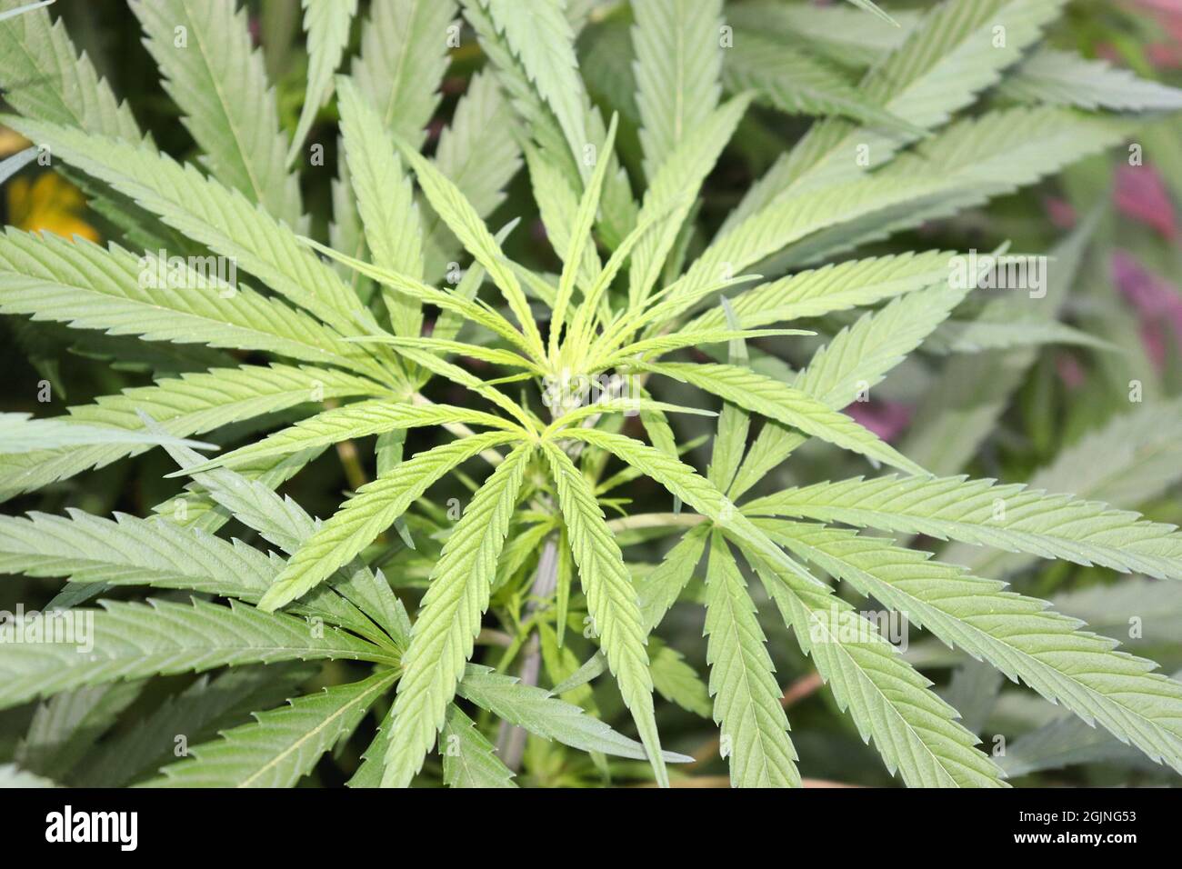 Cannabis Leaves on Marijuana Plant, Concept breeding of marijuana ...