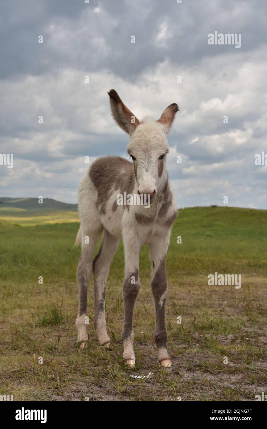 Cute young burro foal standing in a large grass field Stock Photo - Alamy
