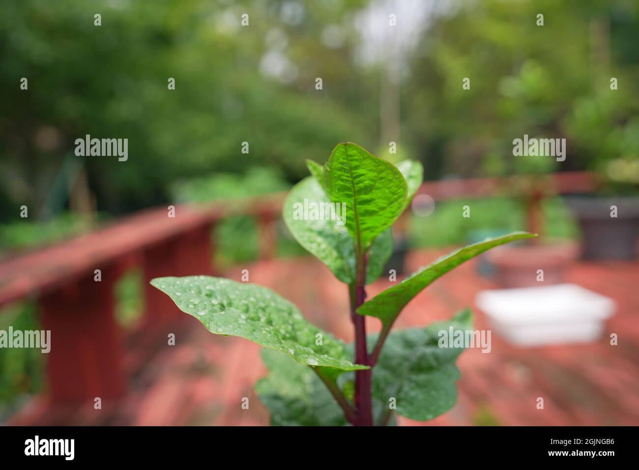 Red Malabar spinach. Also known as Pui shak in Bangla Stock Photo - Alamy