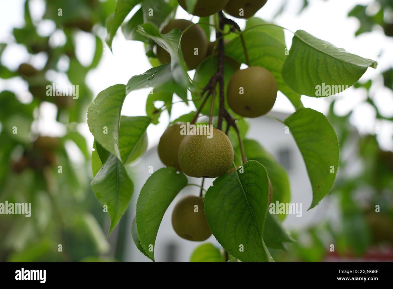 Fresh pears fruits on tree hi-res stock photography and images - Alamy