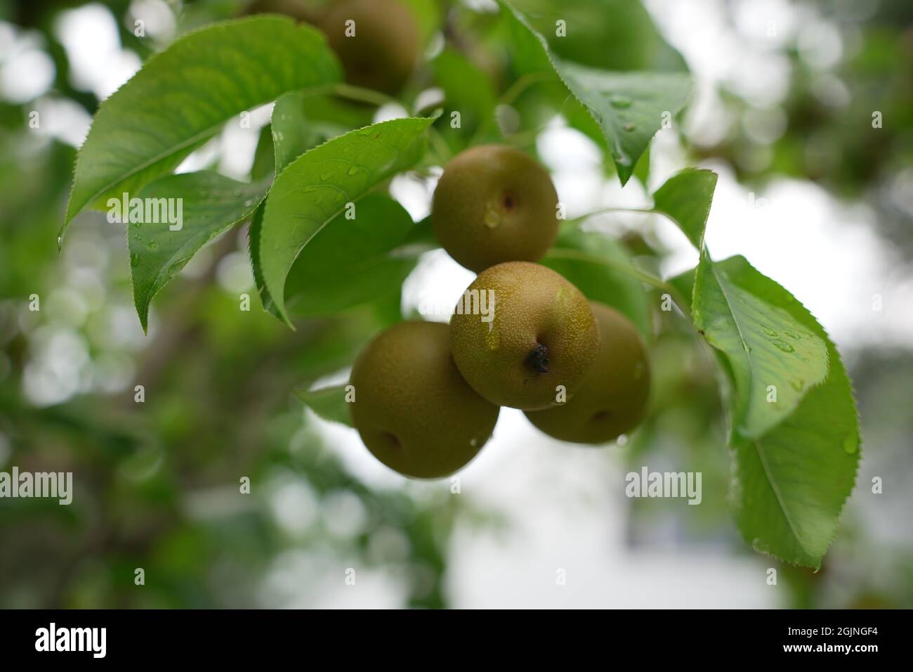 Fruit tree pear tree hi-res stock photography and images - Alamy