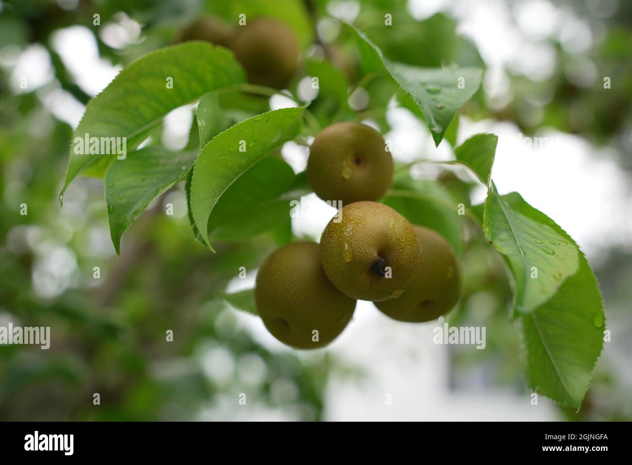 Pears fresh hi-res stock photography and images - Alamy