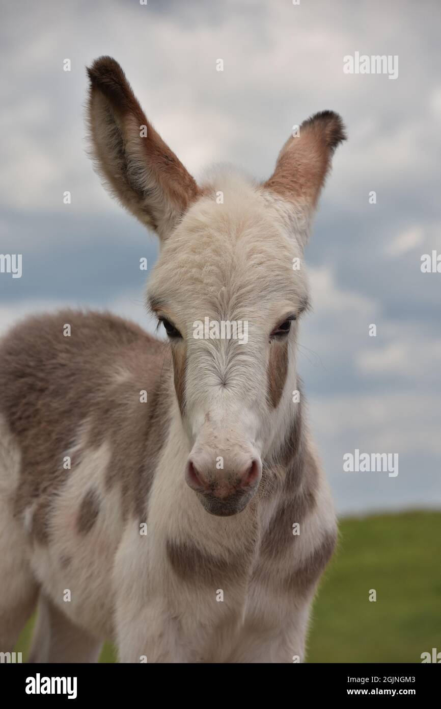 Adorable precious spotted young burro standing in a lush green grass ...
