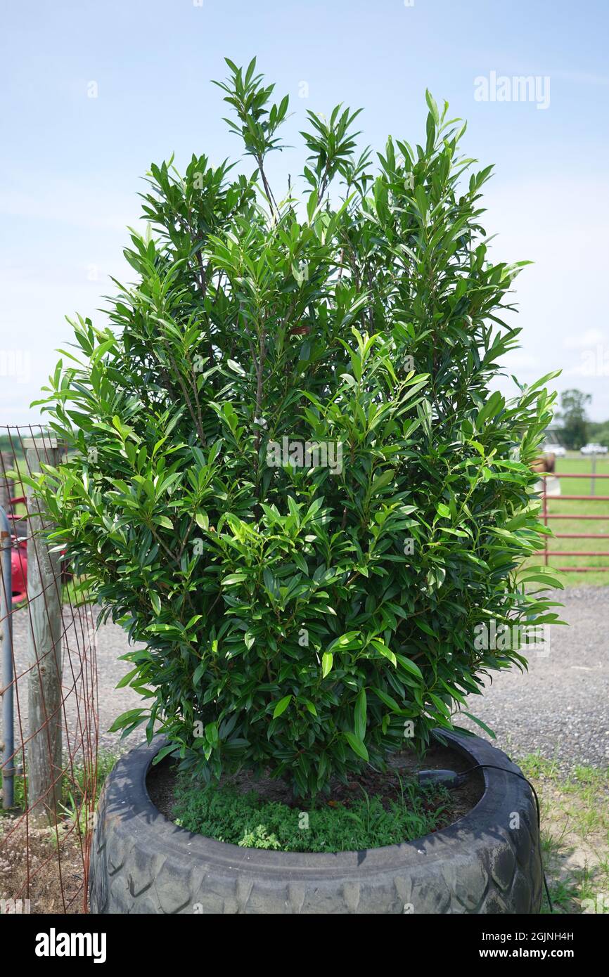 A tree planted in an old tractor tire in a farm Stock Photo - Alamy
