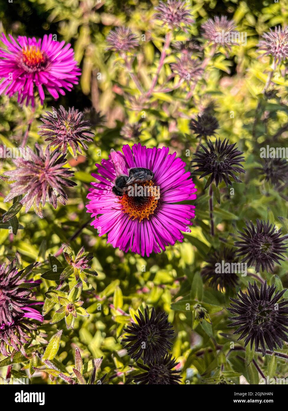 Nature is not a place to visit. It is HOME Stock Photo - Alamy