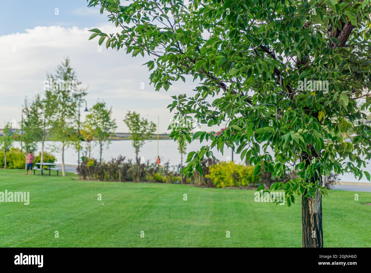 Tree park outdoor landscape hi-res stock photography and images - Alamy