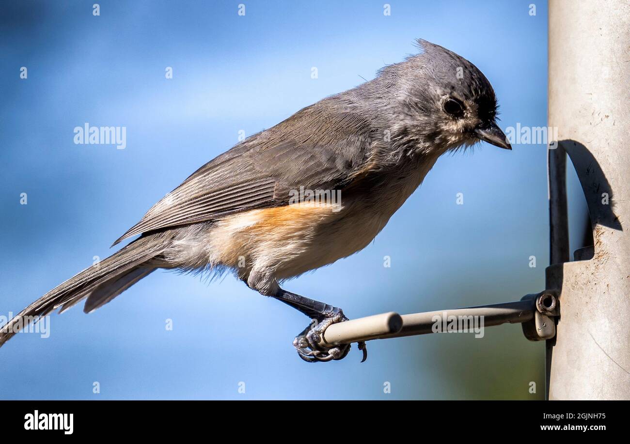 Tufted Titmouse at the feeder Stock Photo - Alamy