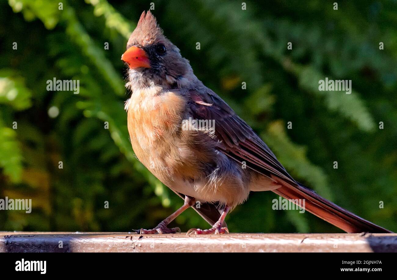 Female Northern Cardinal on the deck Stock Photo - Alamy