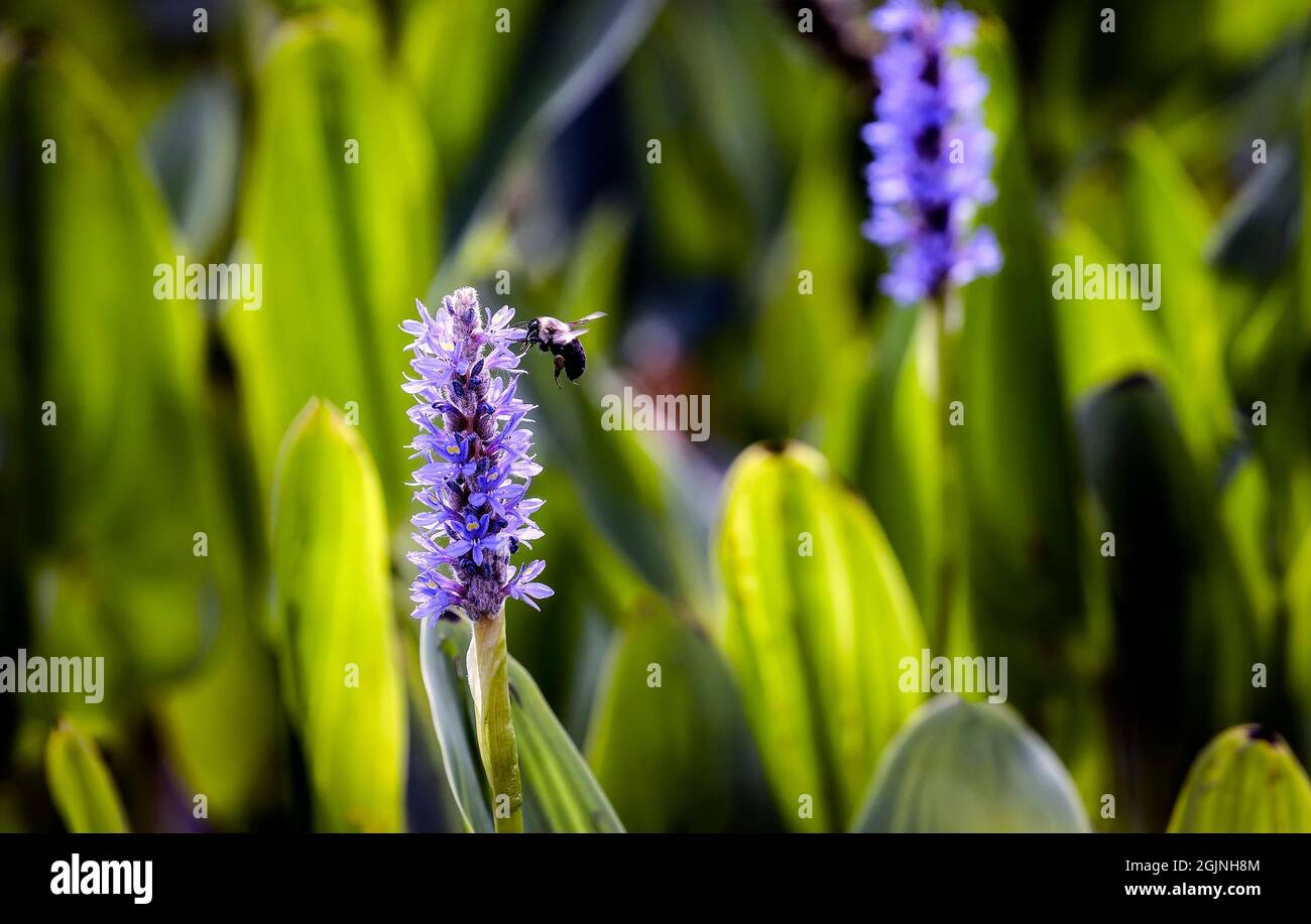 Densely packed greenery hi-res stock photography and images - Alamy