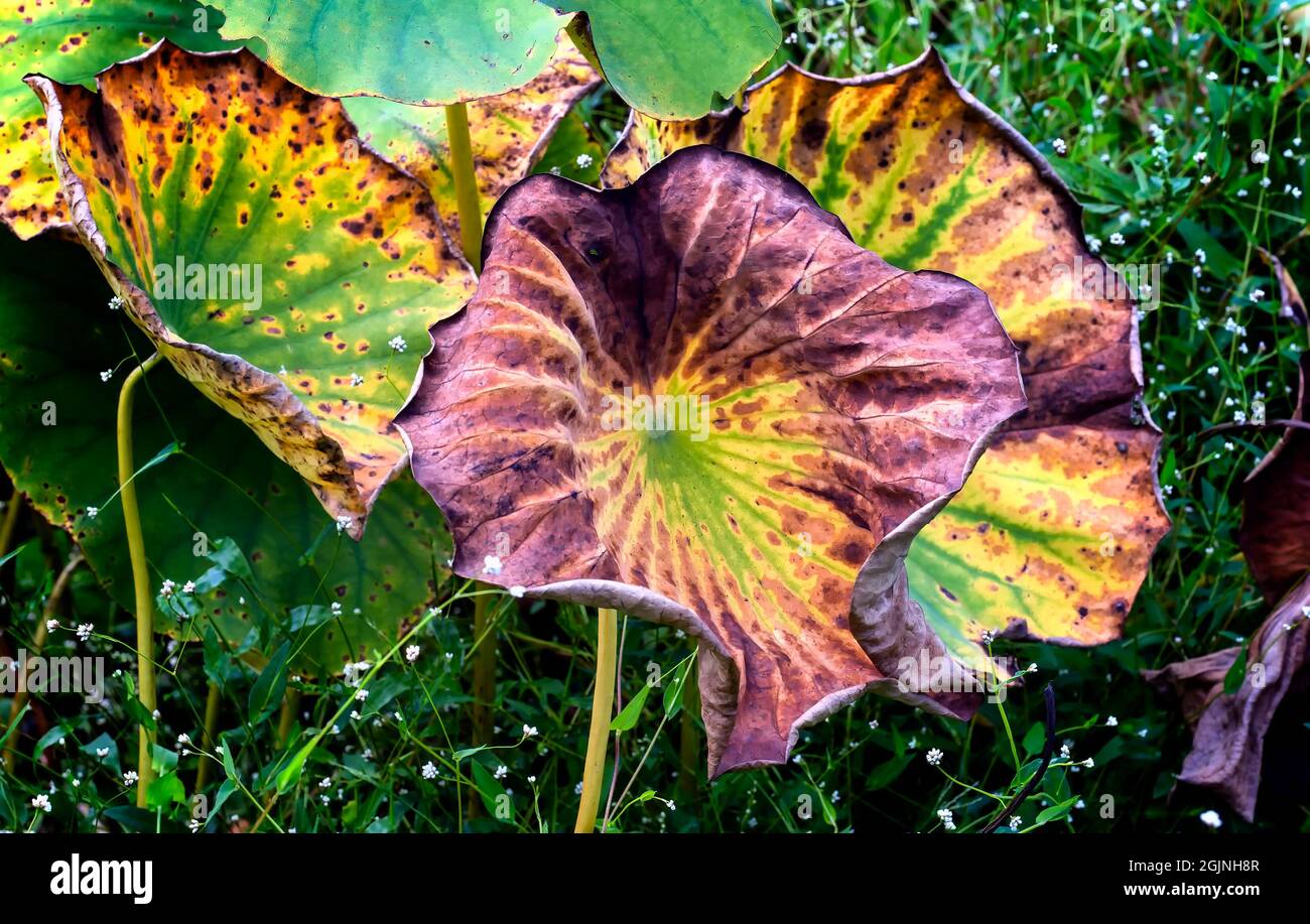 Densely packed leaves hi-res stock photography and images - Alamy