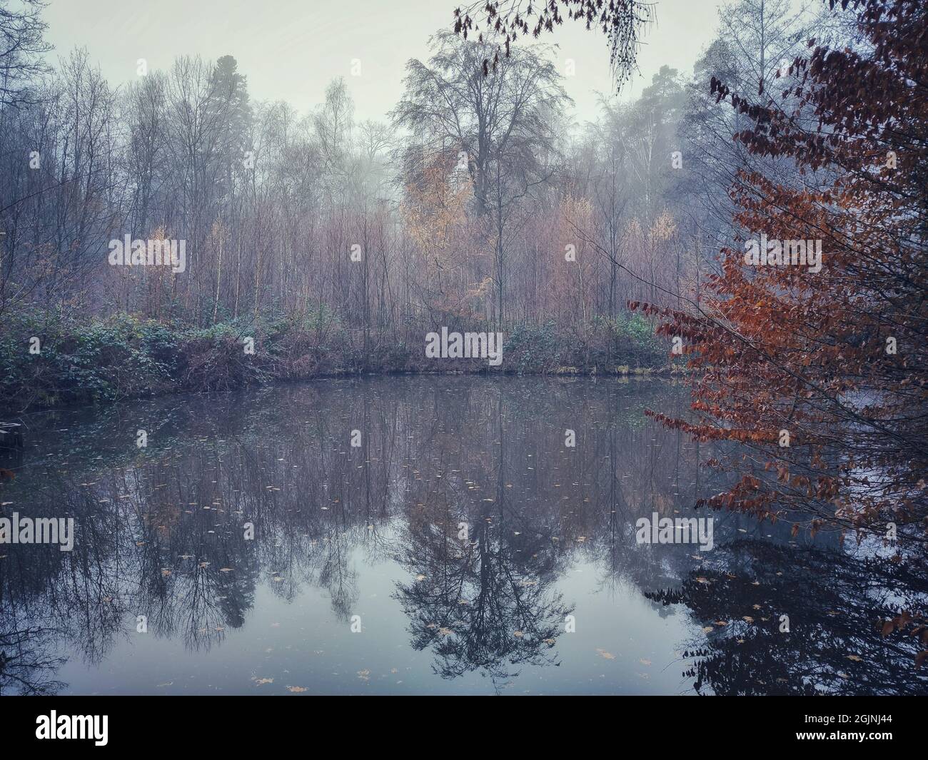 Lake inside a forest Stock Photo - Alamy