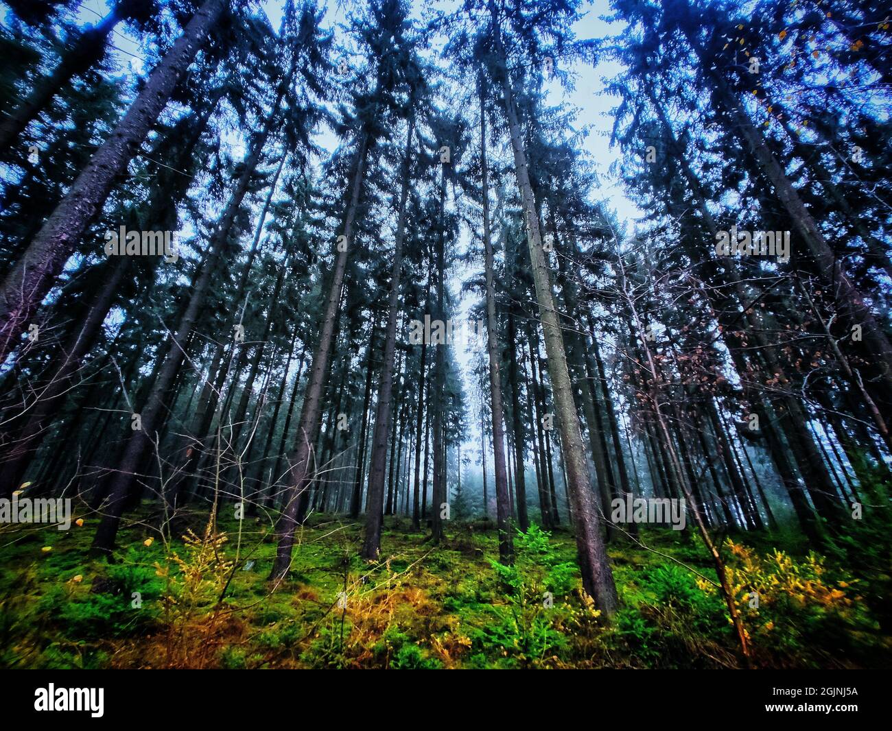 High trees hi-res stock photography and images - Alamy