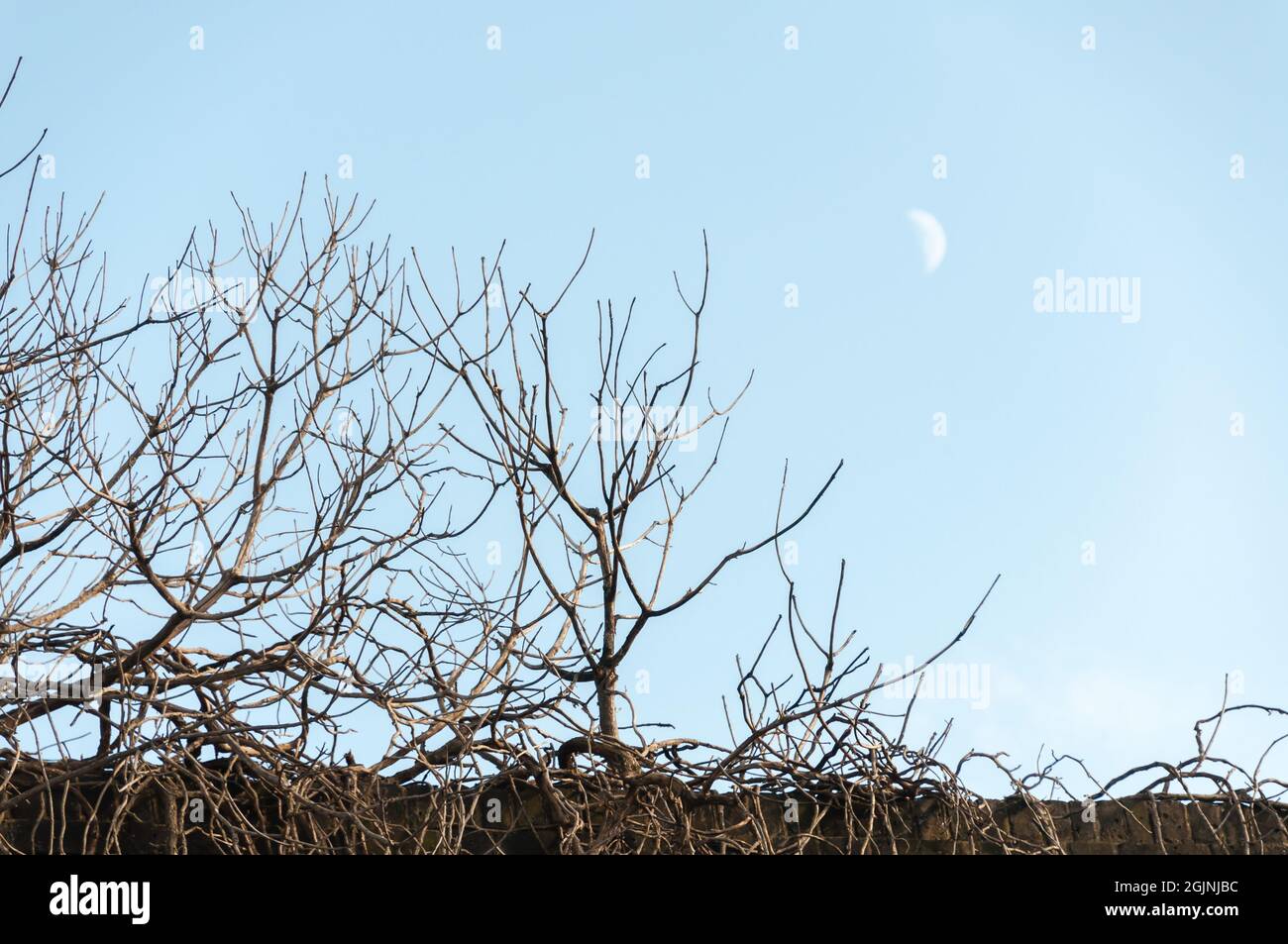 Half dry and half green tree hi-res stock photography and images - Alamy