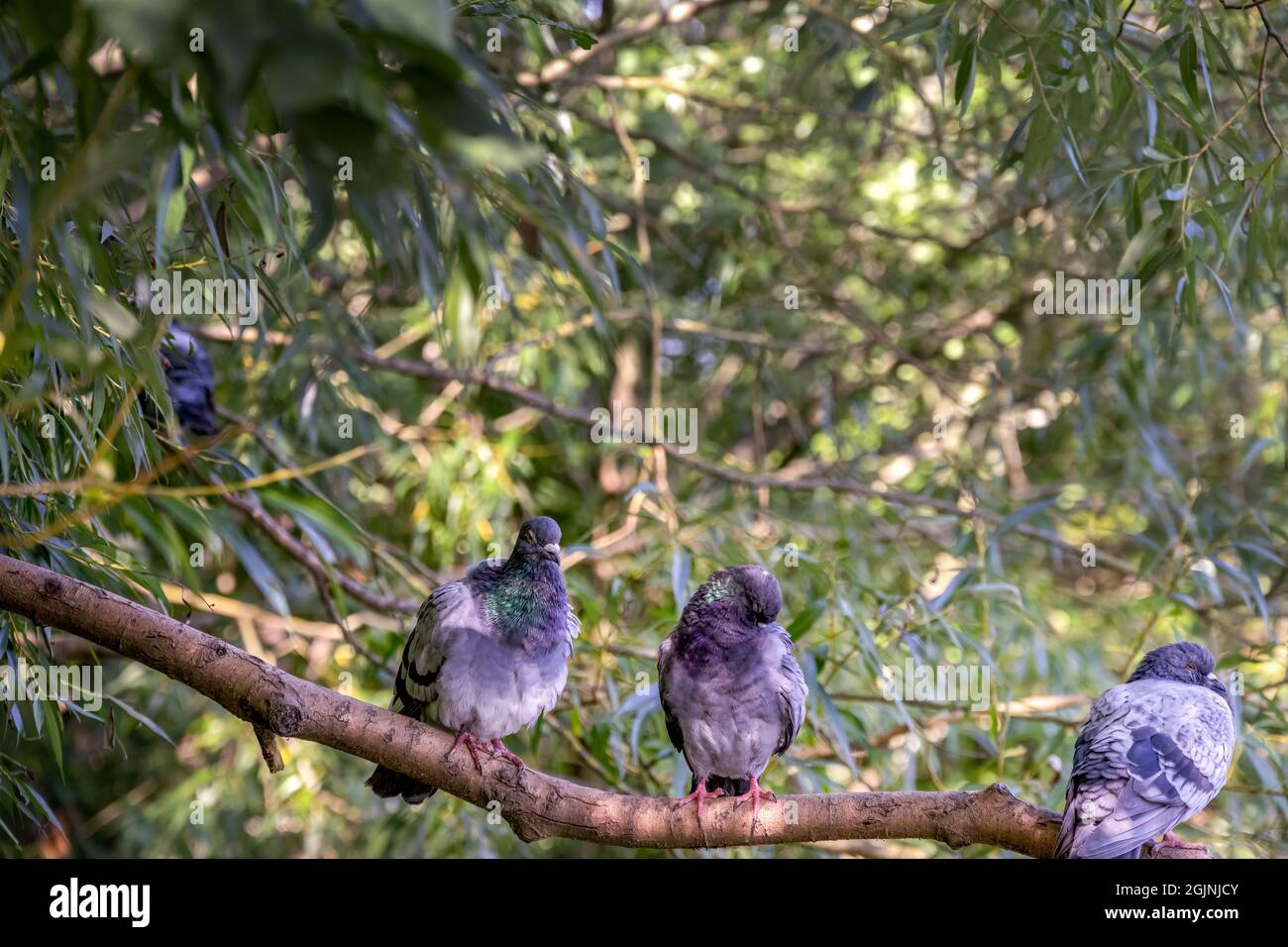 Three pigeons hi-res stock photography and images - Alamy