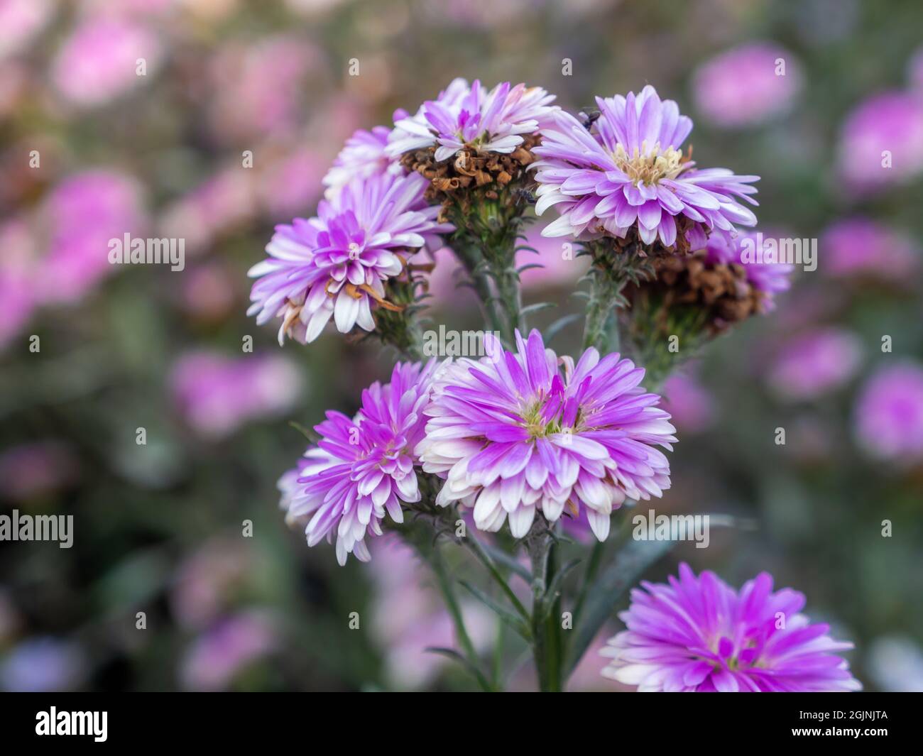 Purple margaret flowers in the flower field, some of which are ...