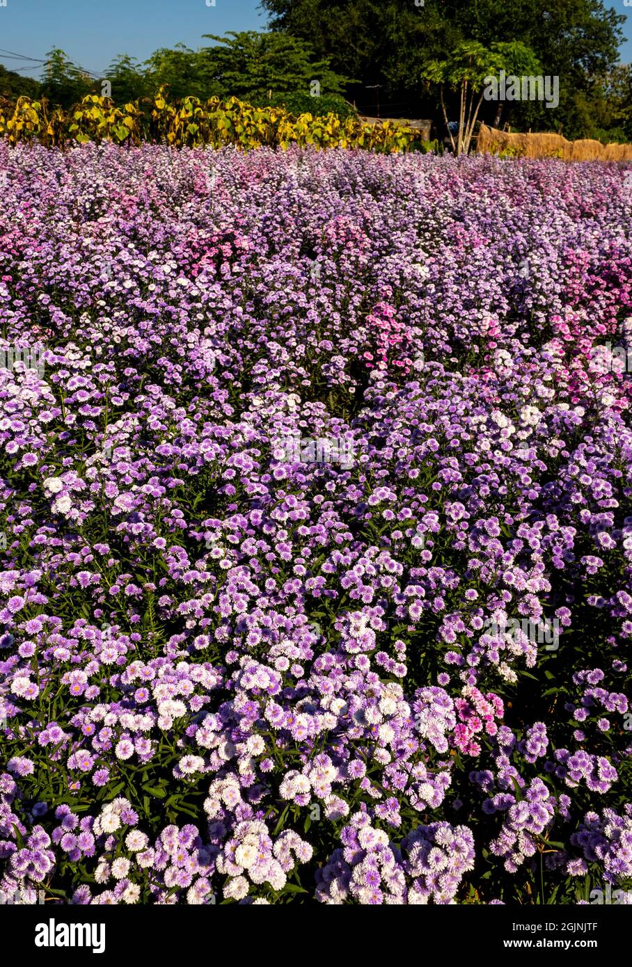 Purple margaret flowers in the flower field Stock Photo - Alamy