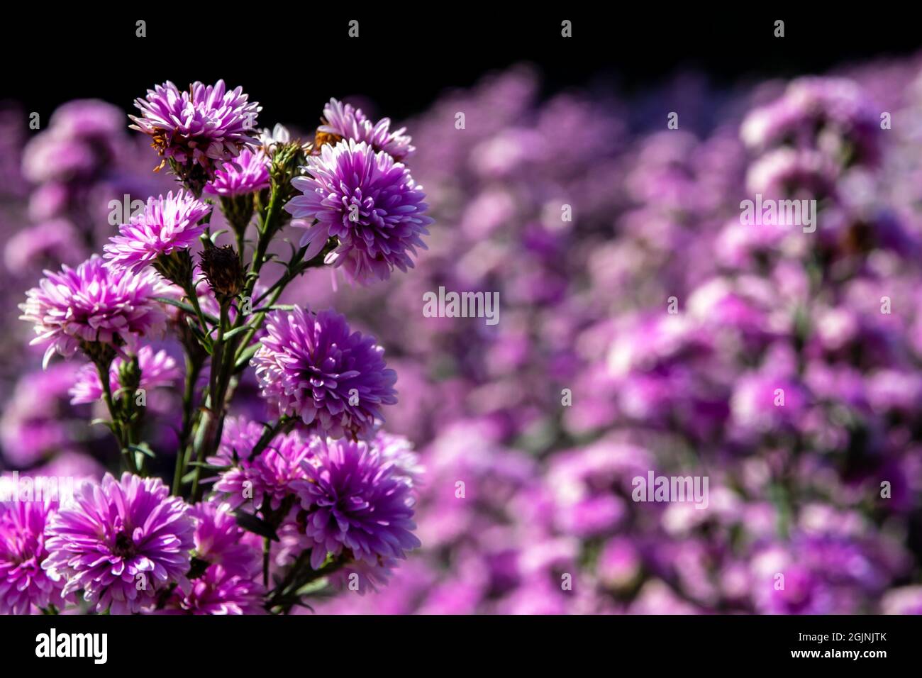 Purple margaret hi-res stock photography and images - Alamy
