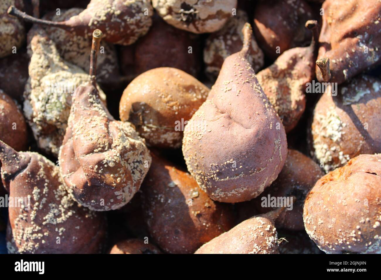 Rotten pears hi-res stock photography and images - Alamy