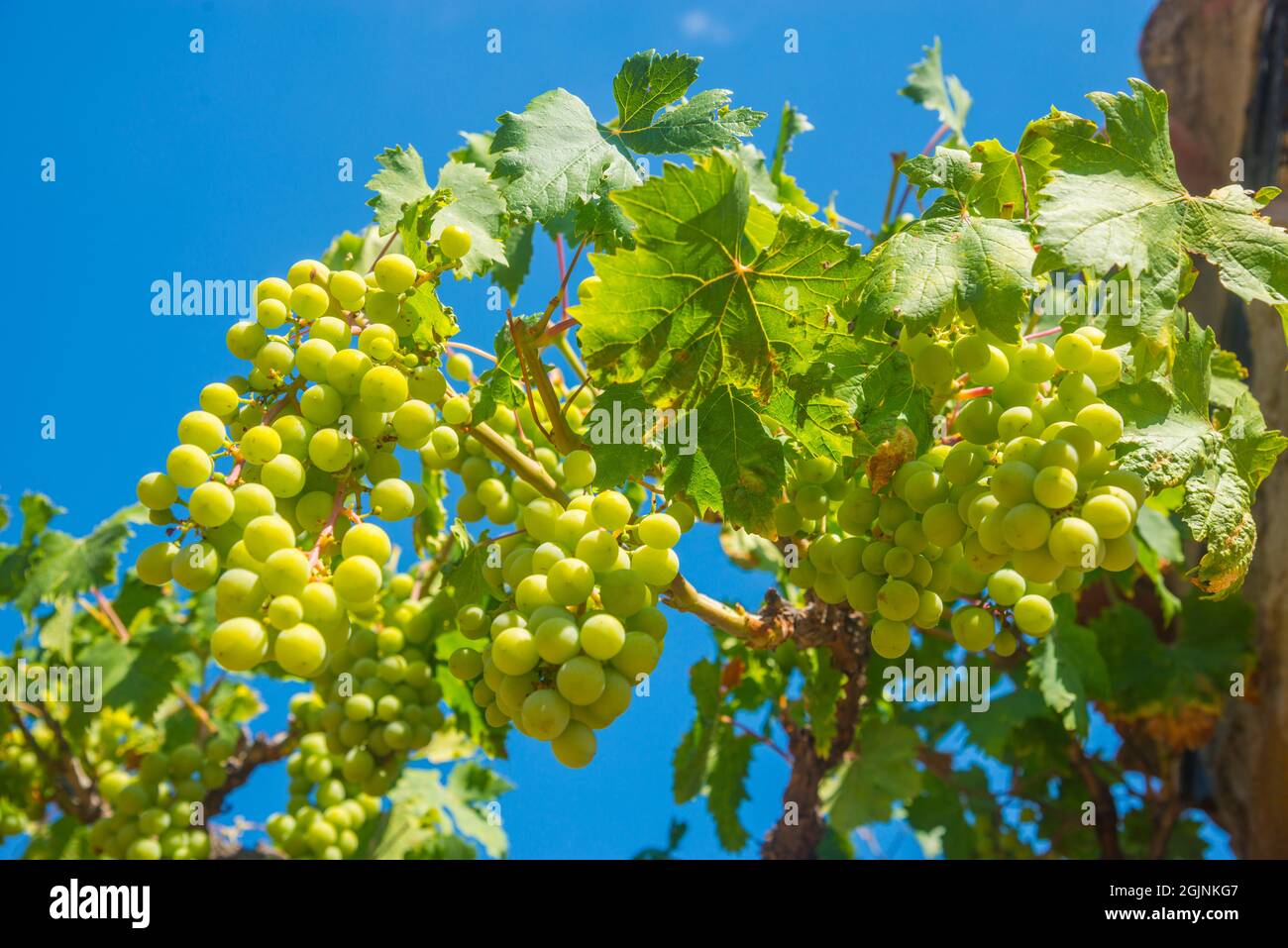 Planta comida hi-res stock photography and images - Alamy