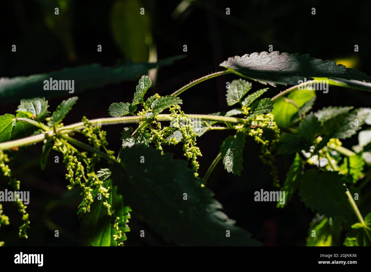 Close-up image of flowering stinging nettles lit by the mid-afternoon ...