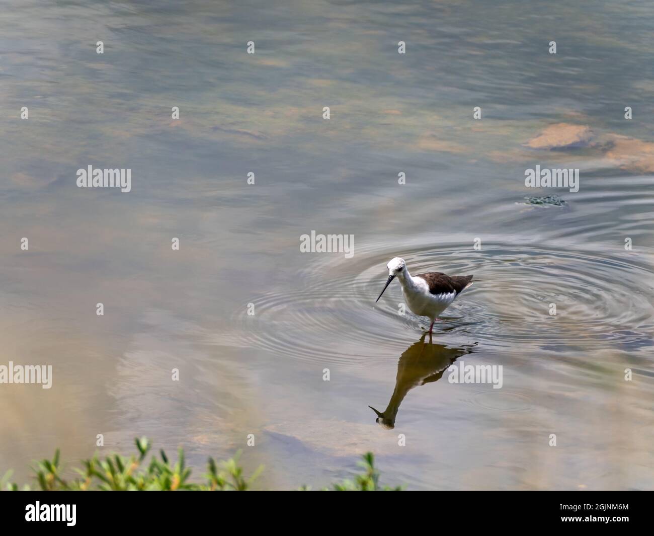 Black-winged stilt foraging for food in shallow waters of mangrove ...
