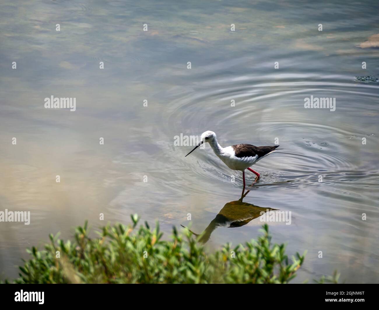 Black-winged stilt foraging for food in shallow waters of mangrove ...