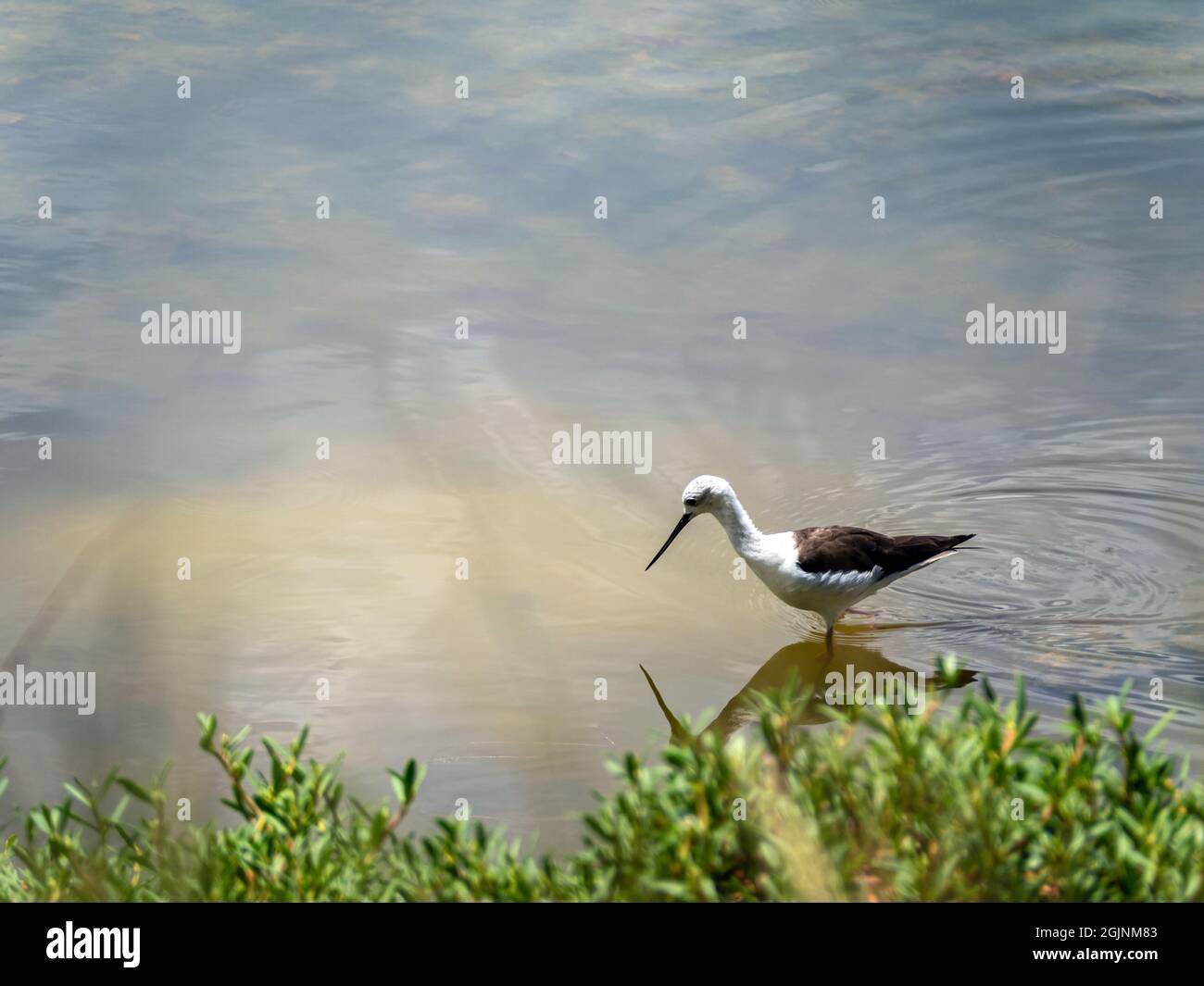 Black-winged stilt foraging for food in shallow waters of mangrove ...