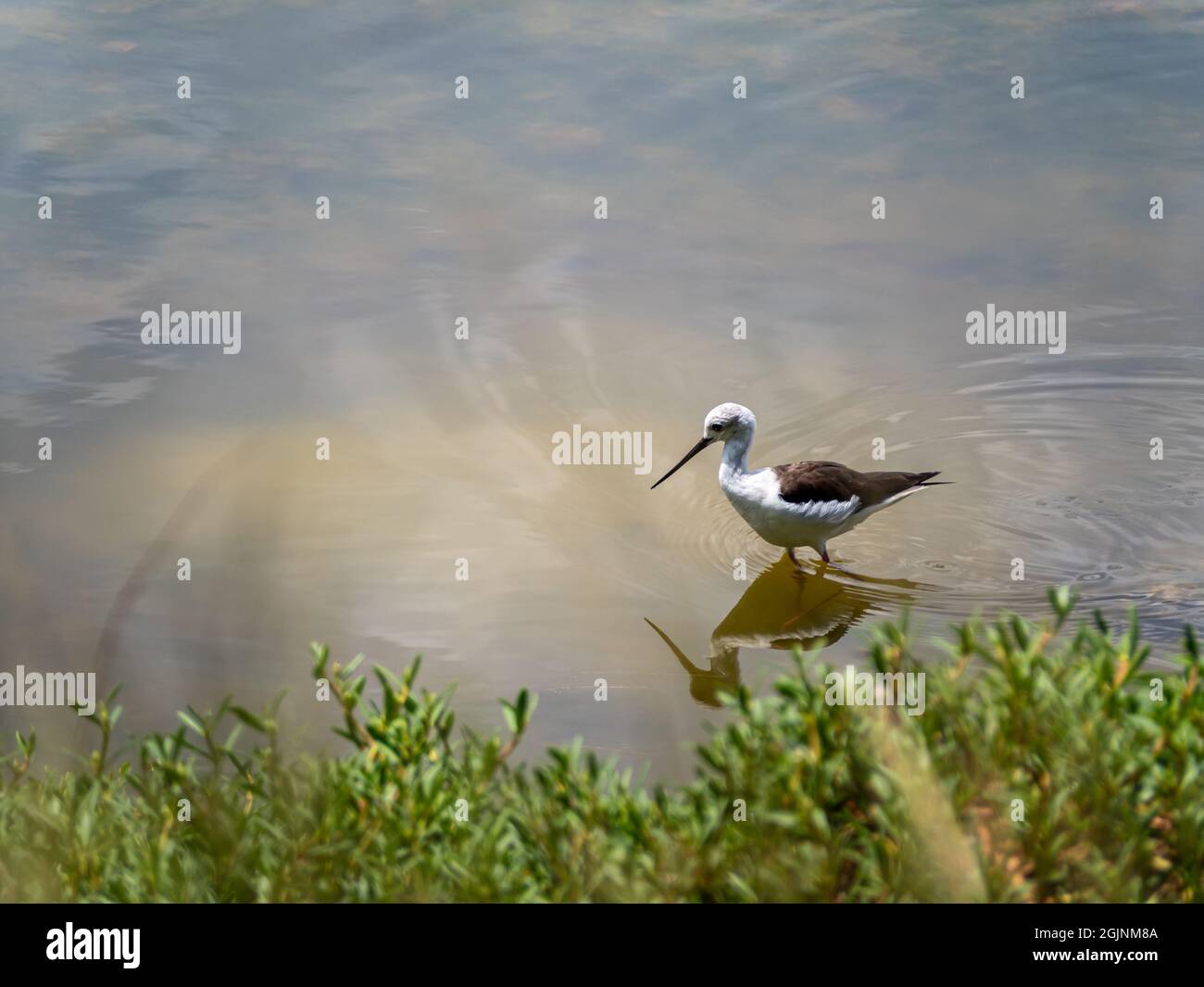Black-winged stilt foraging for food in shallow waters of mangrove ...
