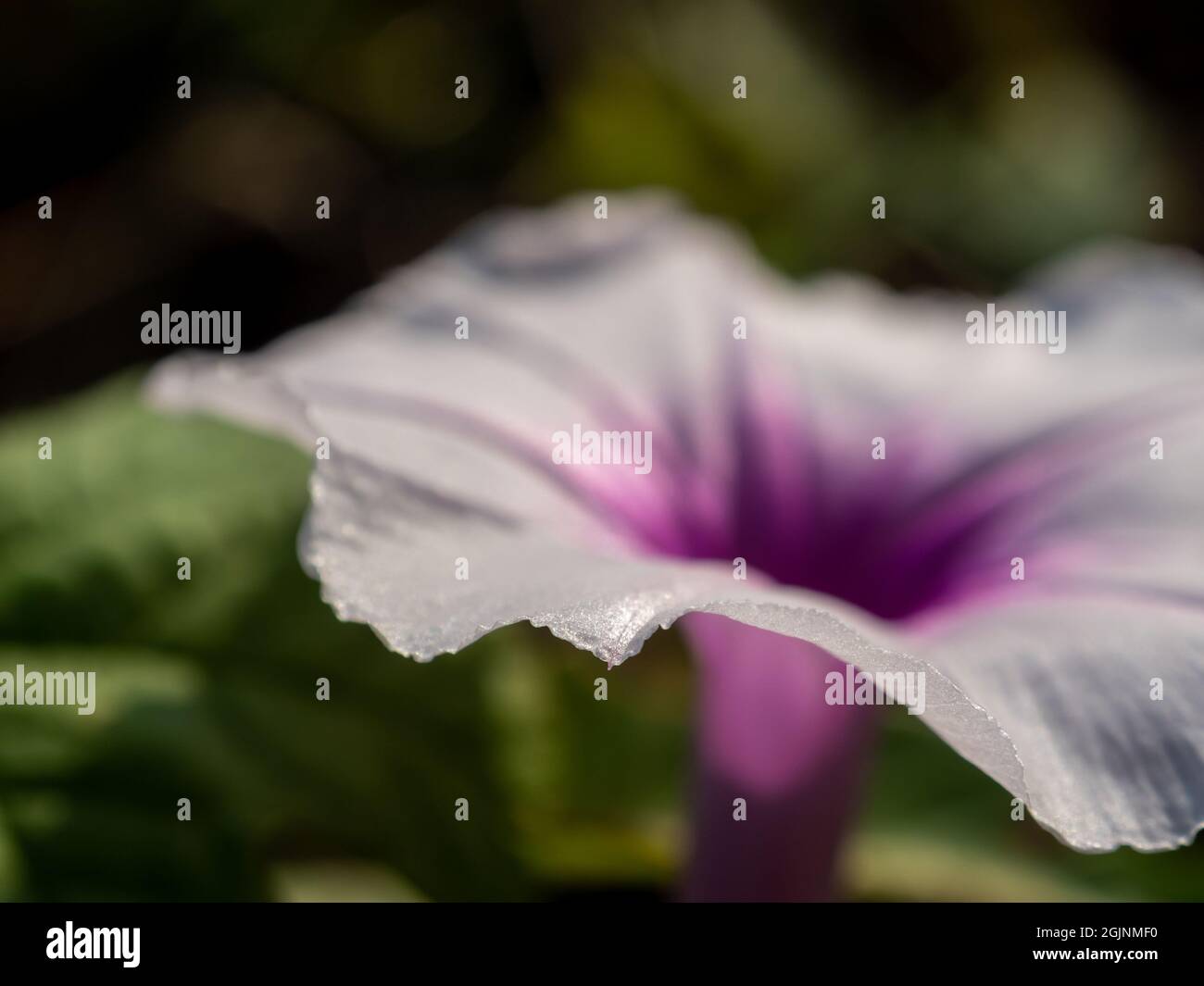 The delicate and weak petals of the morning glory flower Stock Photo ...
