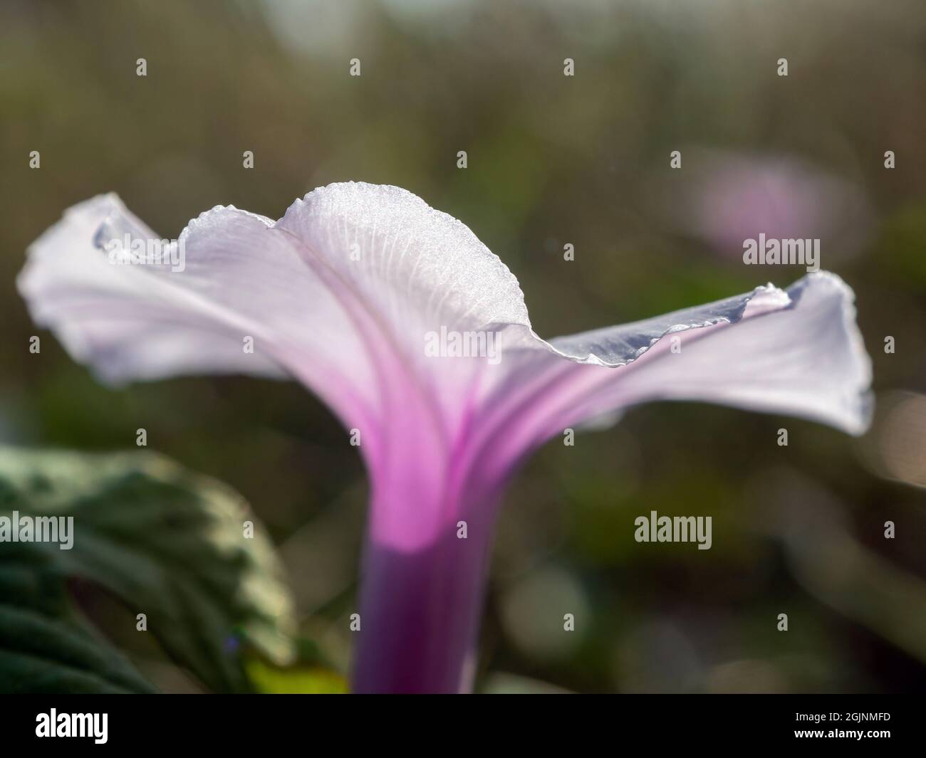 The delicate and weak petals of the morning glory flower Stock Photo ...