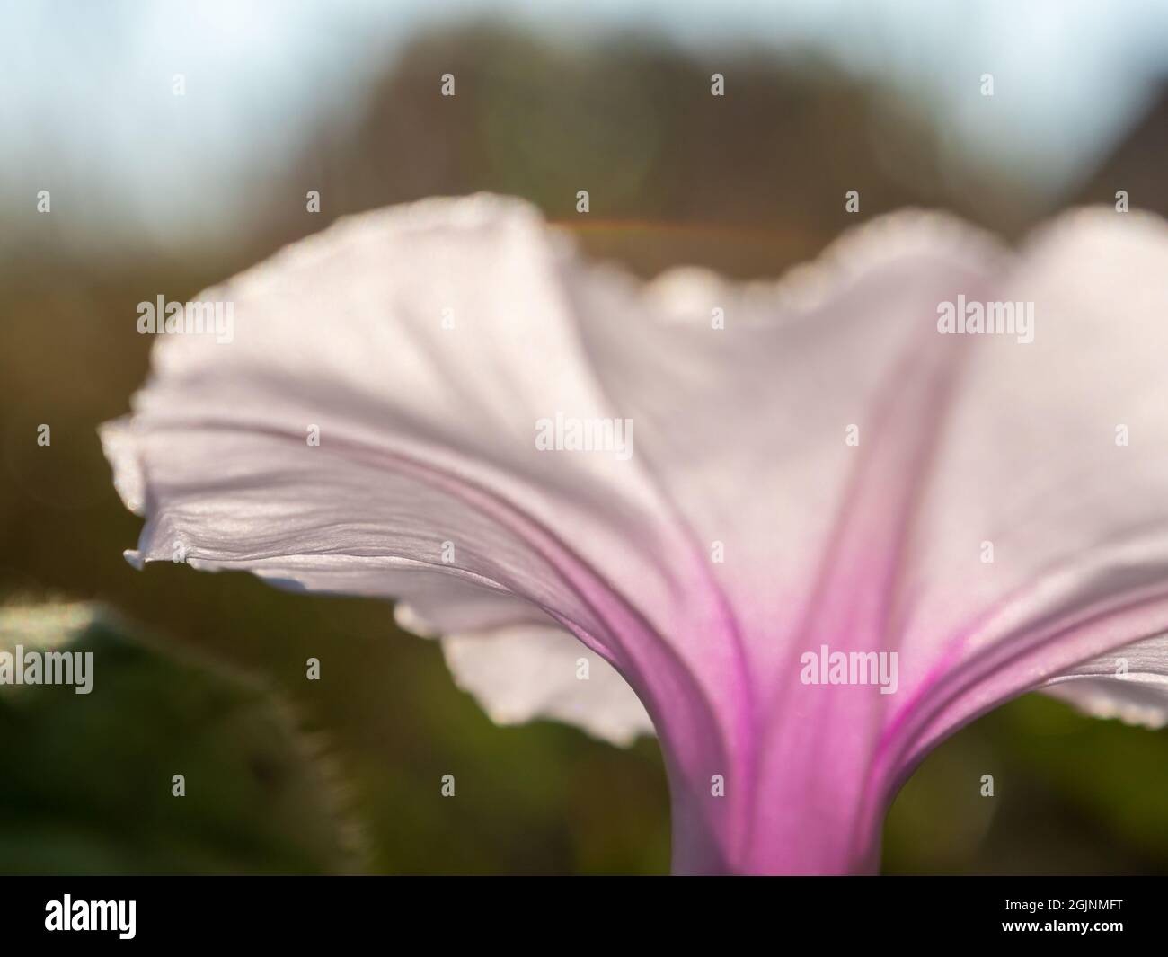 The delicate and weak petals of the morning glory flower Stock Photo ...