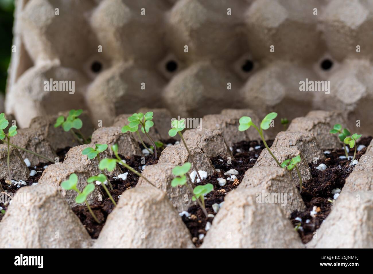 Vegetable seedlings are grown in egg trays Stock Photo - Alamy