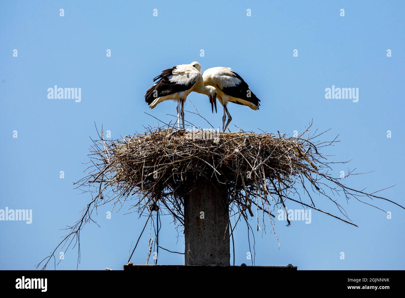 Two storks hi-res stock photography and images - Alamy