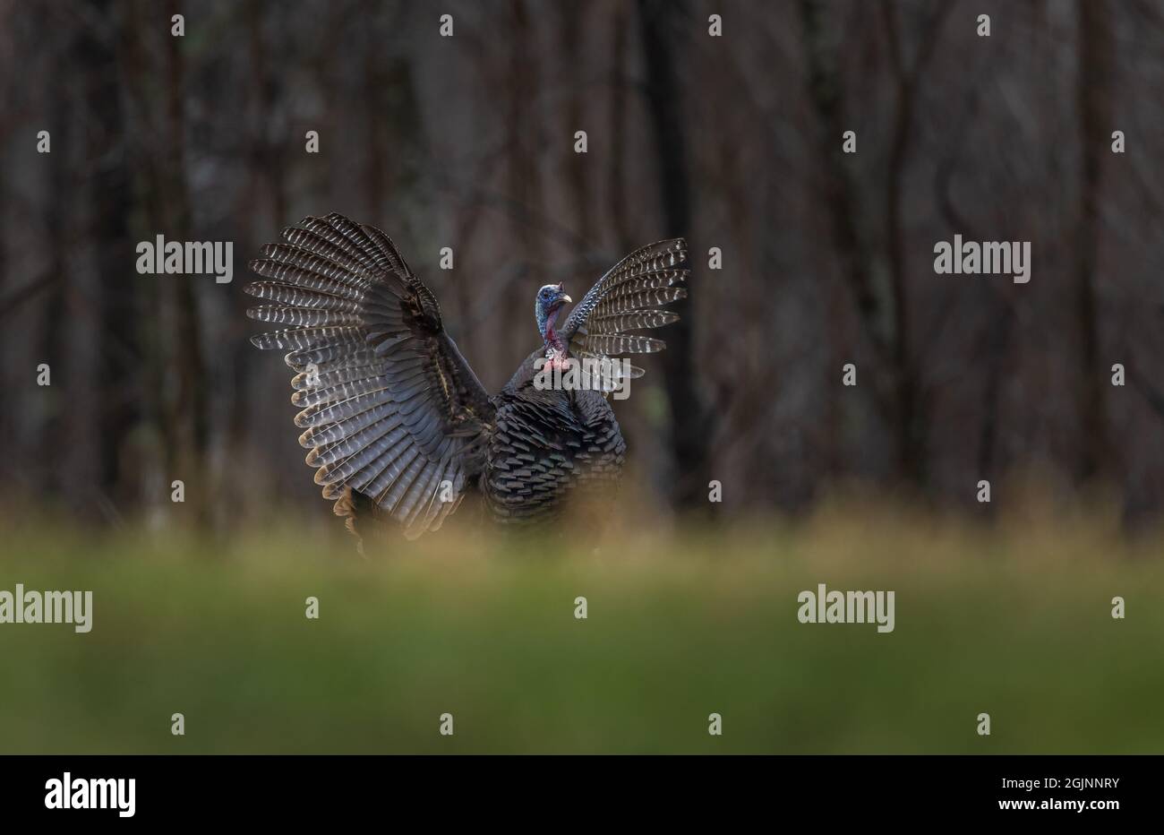 Jake wild turkey in northern Wisconsin Stock Photo - Alamy