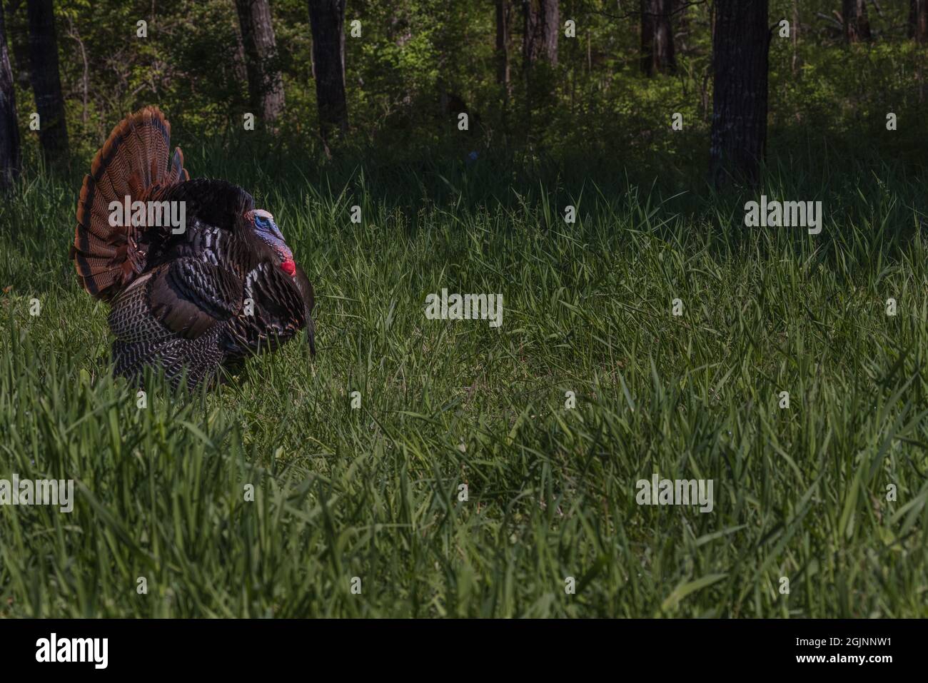 Eastern wild turkey in northern Wisconsin Stock Photo - Alamy
