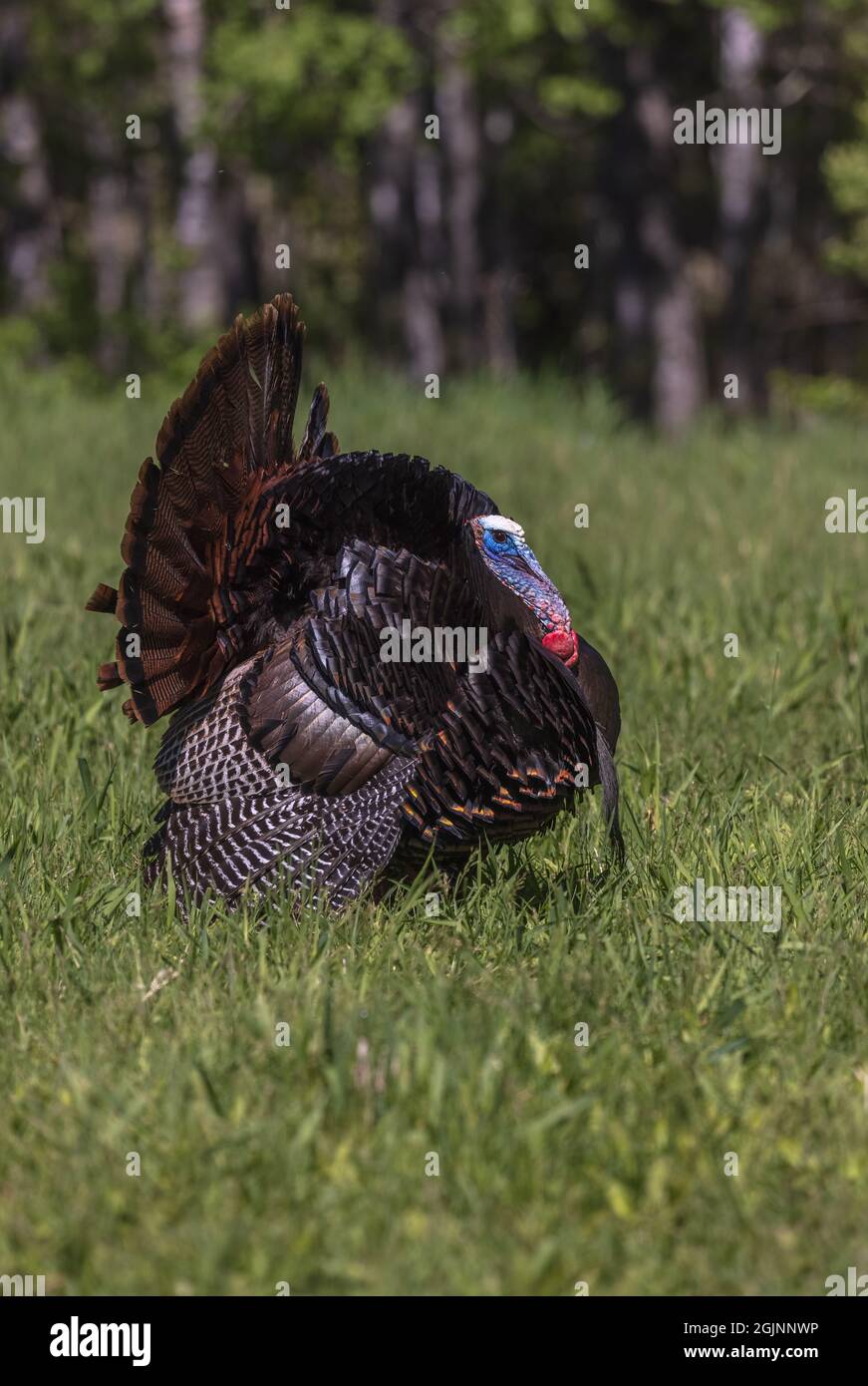 Eastern wild turkey strutting hi-res stock photography and images - Alamy