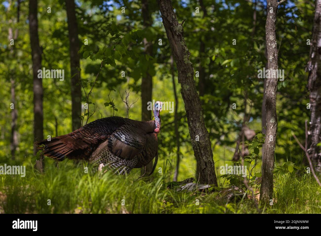 Eastern wild turkey in northern Wisconsin Stock Photo - Alamy