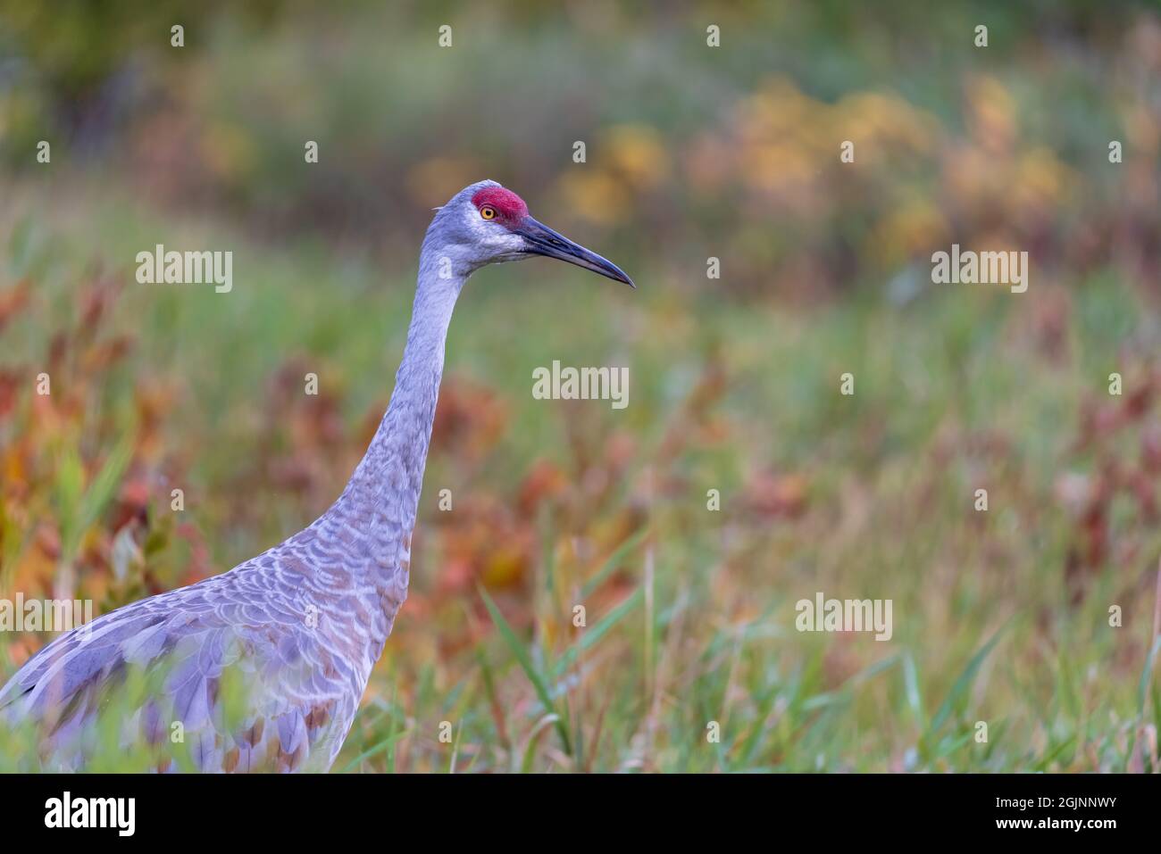 Sandhill crane in northern Wisconsin Stock Photo - Alamy