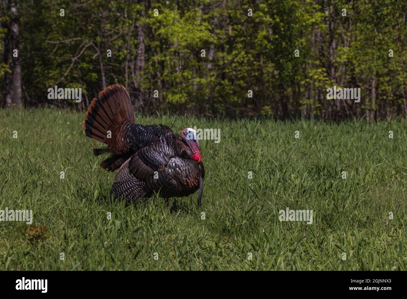 Eastern wild turkey in northern Wisconsin Stock Photo - Alamy