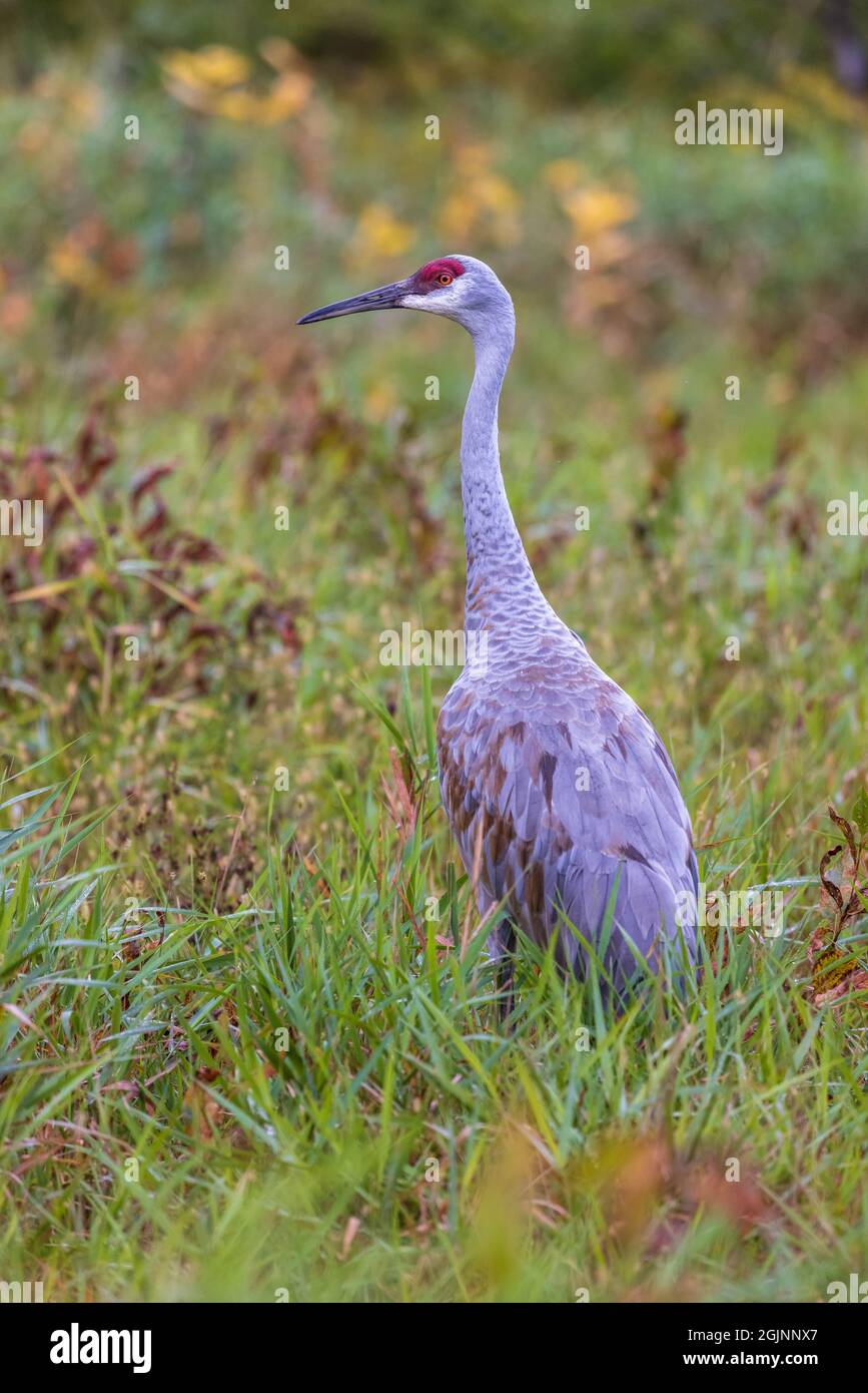 Sandhill crane in northern Wisconsin Stock Photo - Alamy