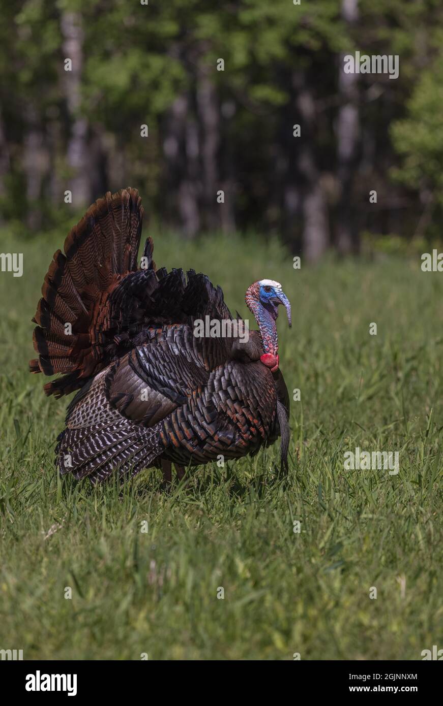 Eastern wild turkey strutting in northern Wisconsin Stock Photo - Alamy