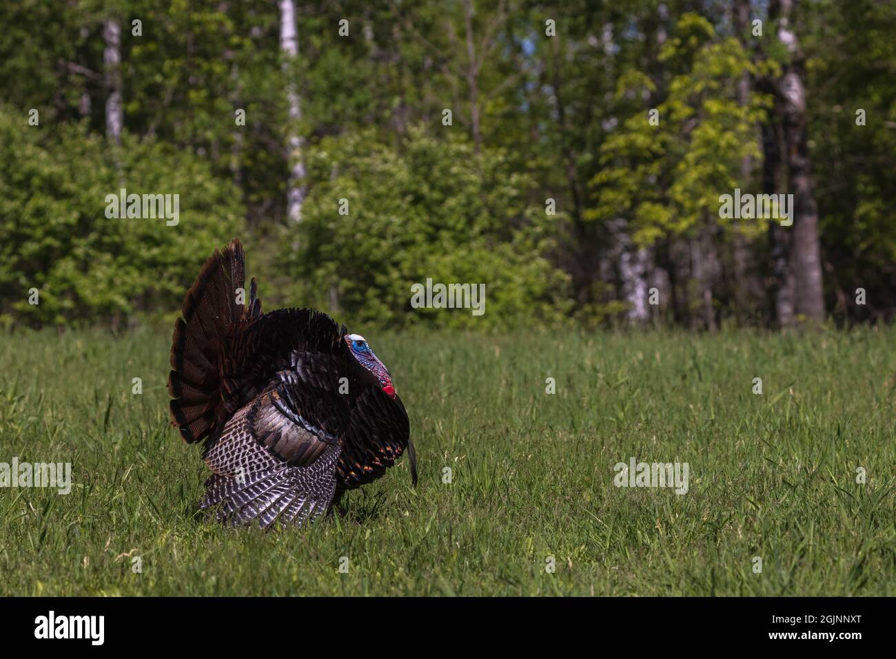 Eastern wild turkey strutting in northern Wisconsin Stock Photo - Alamy