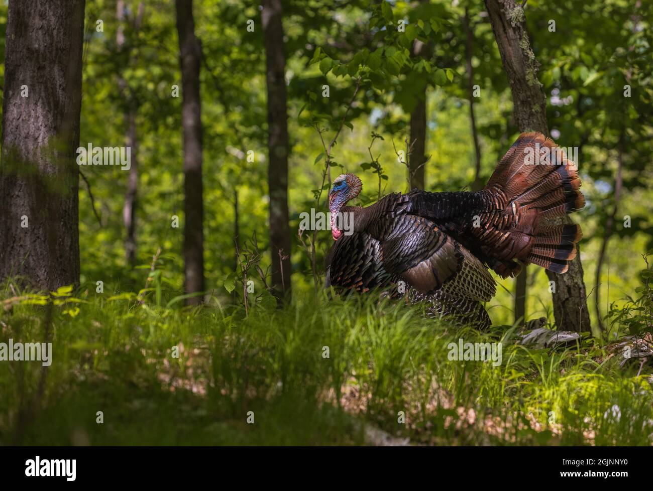 Eastern wild turkey in northern Wisconsin Stock Photo - Alamy