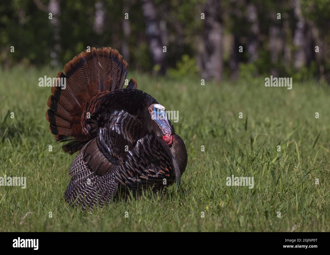 Eastern wild turkey strutting in northern Wisconsin Stock Photo - Alamy