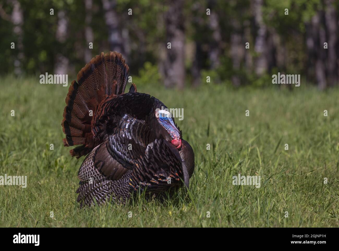 Eastern wild turkey strutting in northern Wisconsin Stock Photo - Alamy